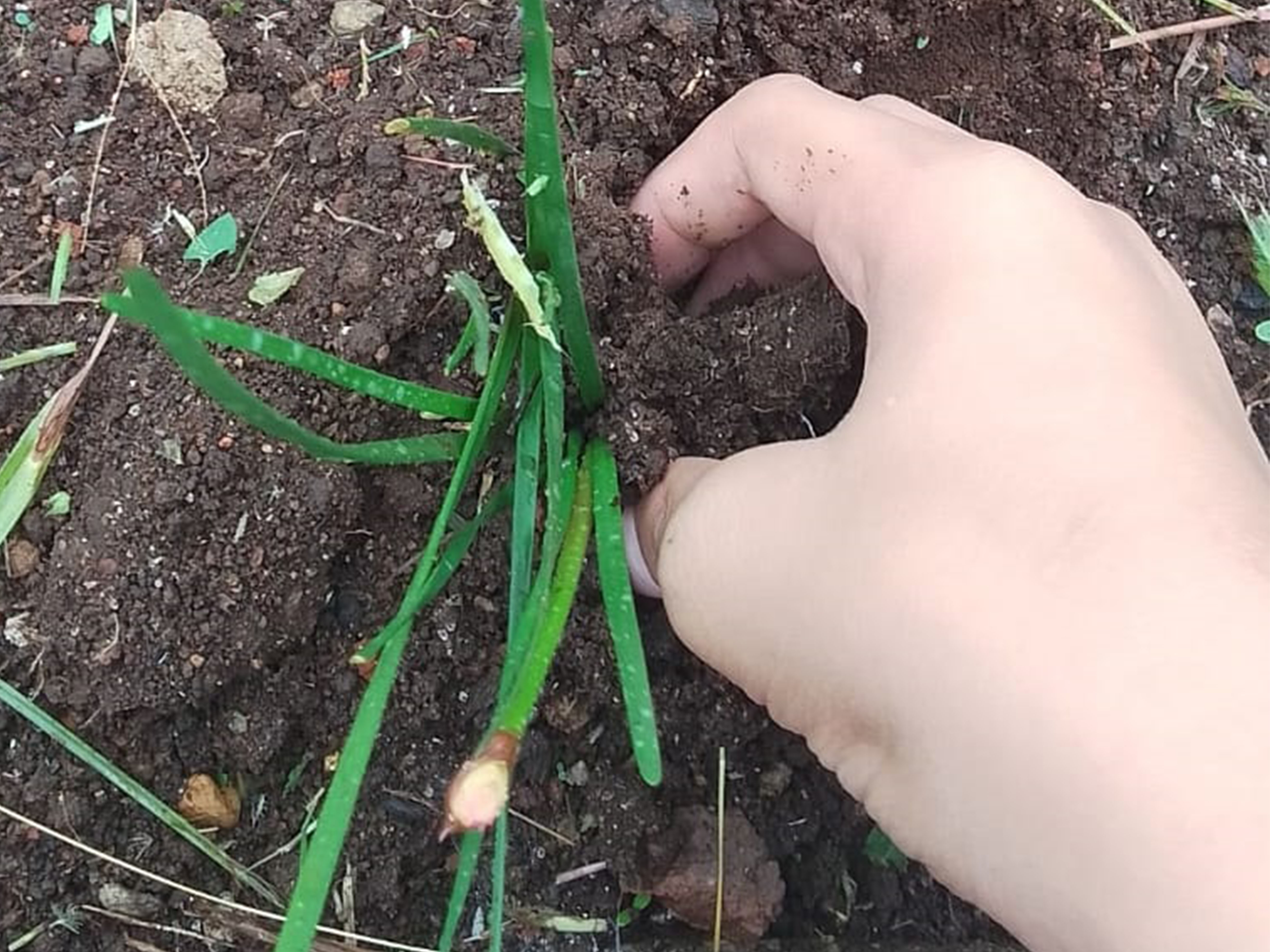 Kebun Raya Sipirok Tapsel